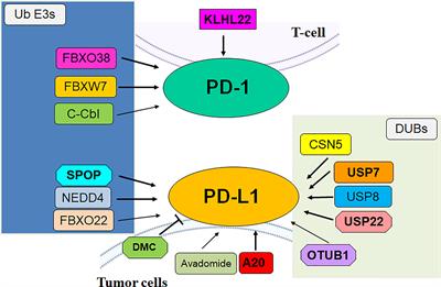 Frontiers | The E3 ubiquitin ligases regulate PD-1/PD-L1 protein levels in tumor ...